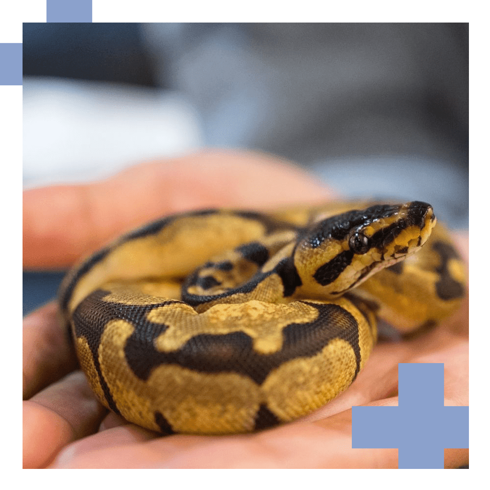Exotic Animal Veterinary Care In Nashville, TN | Bellevue Animal Hospital
